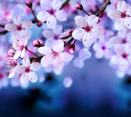 Download XPERIA™ Spring Theme APKs for Android - APKMirror