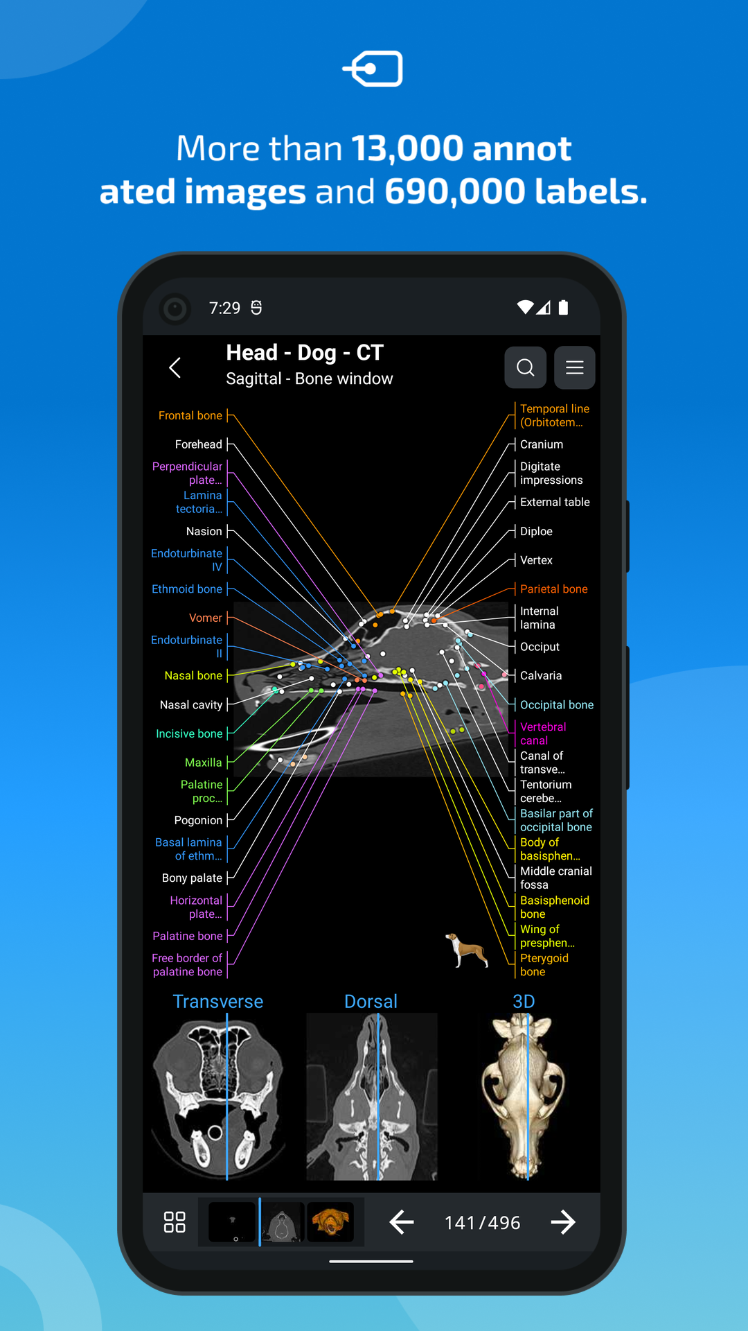 IMAIOS vet-Anatomy 4.10.2 APK Download by IMAIOS SAS - APKMirror